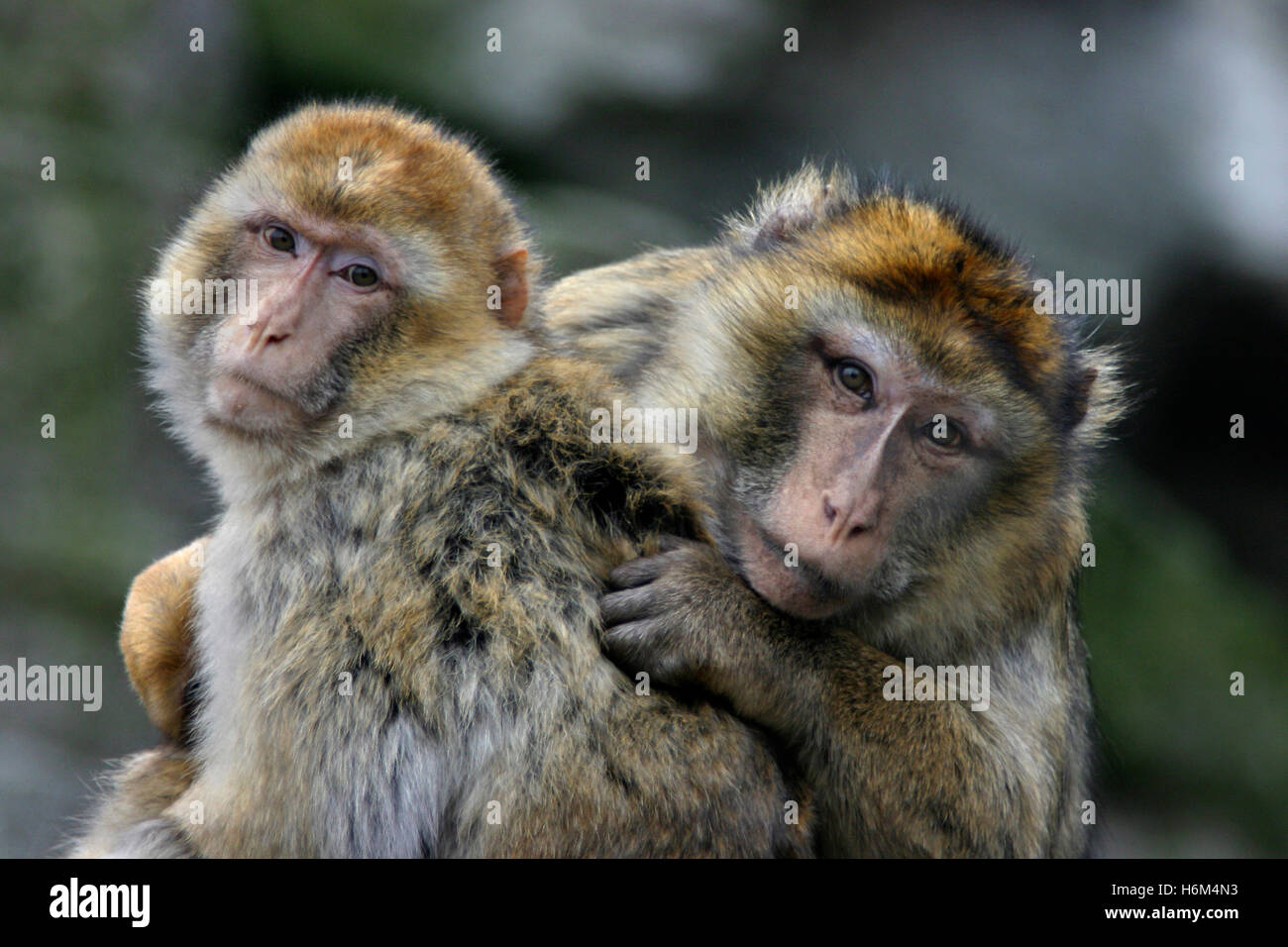 My animals and other family hi-res stock photography and images - Alamy