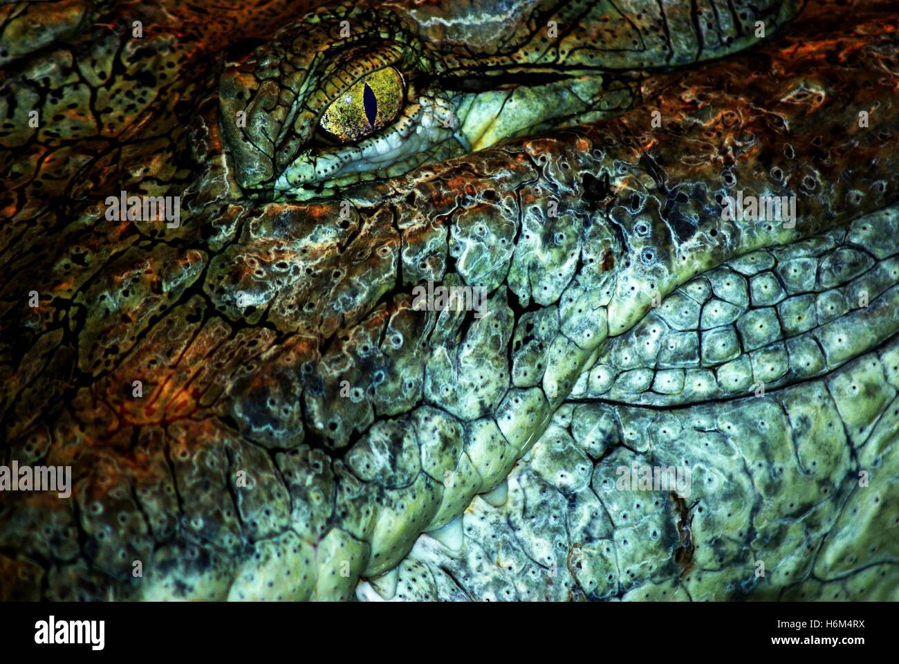 Eats amphibians hi-res stock photography and images - Alamy