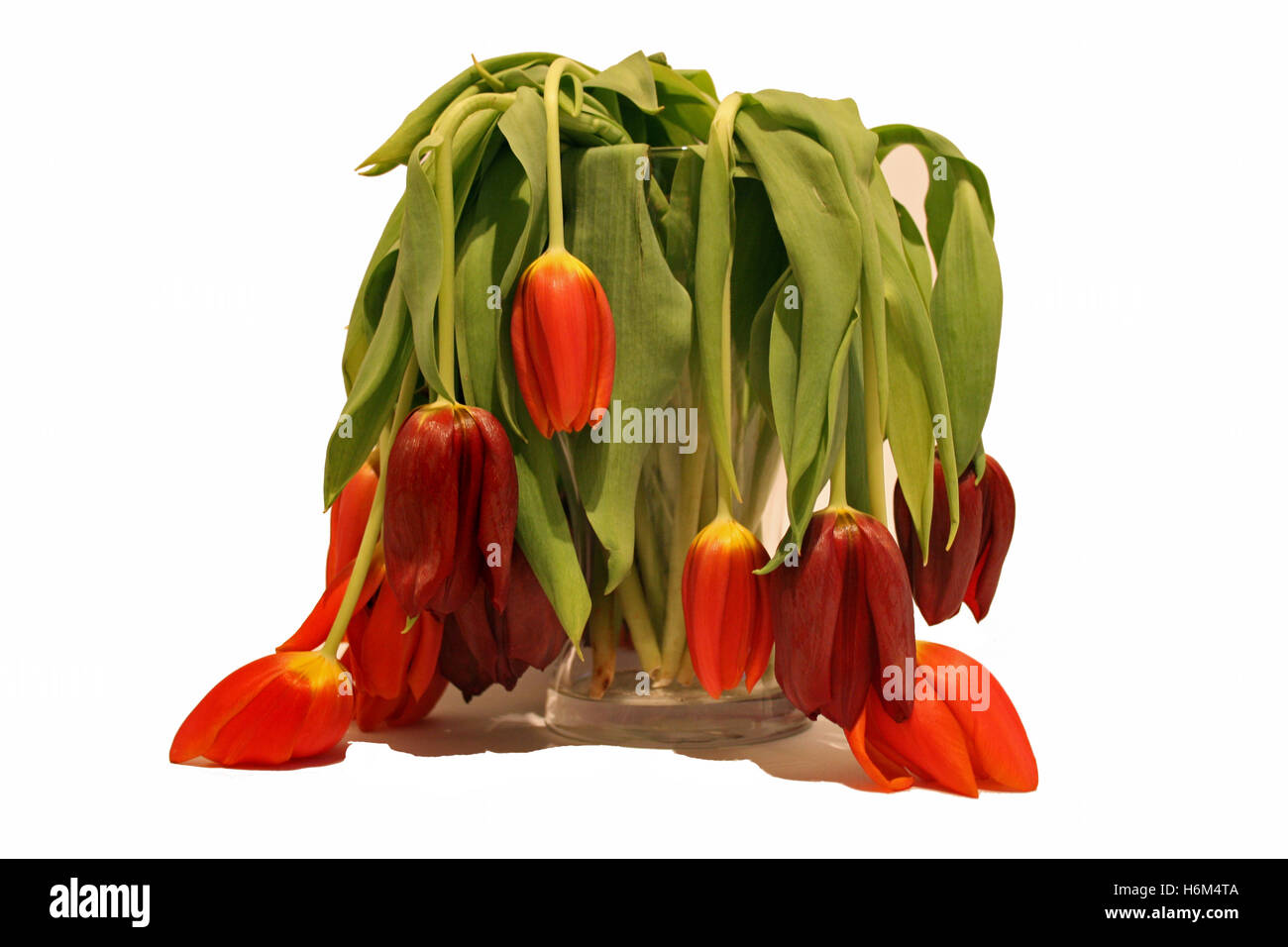 Withered flowers hi-res stock photography and images - Alamy