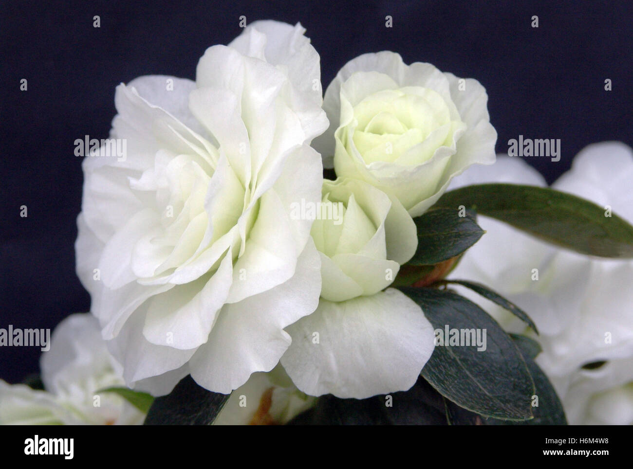 angelina - pot azalea Stock Photo - Alamy