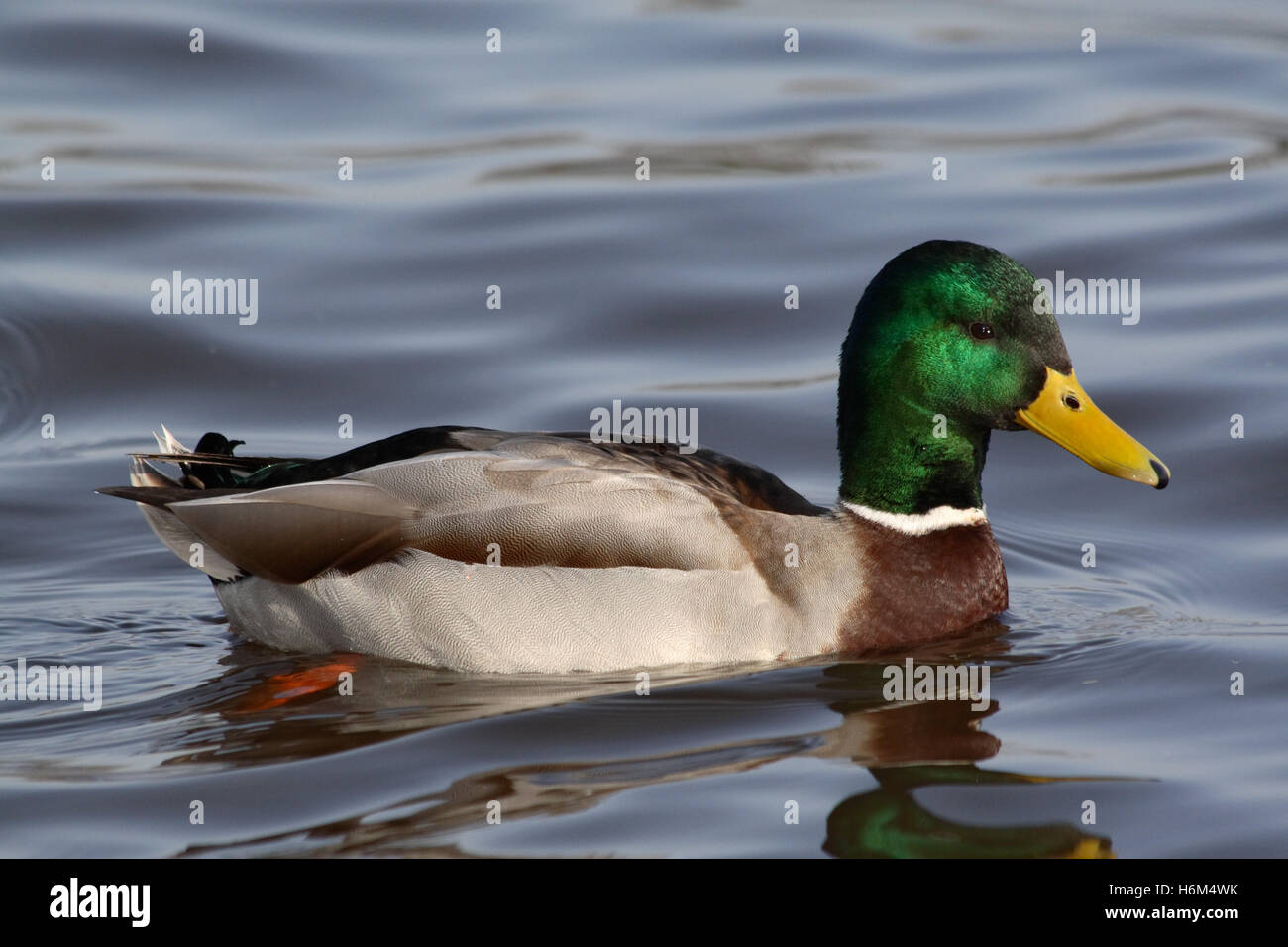 drake on the lake Stock Photo - Alamy