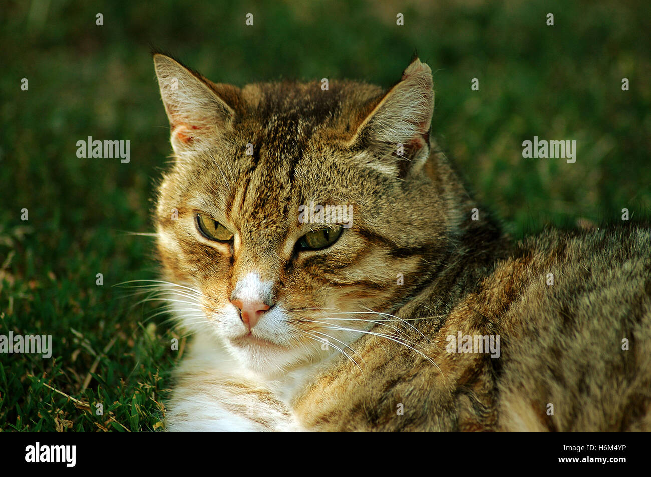 Family cat hi-res stock photography and images - Alamy