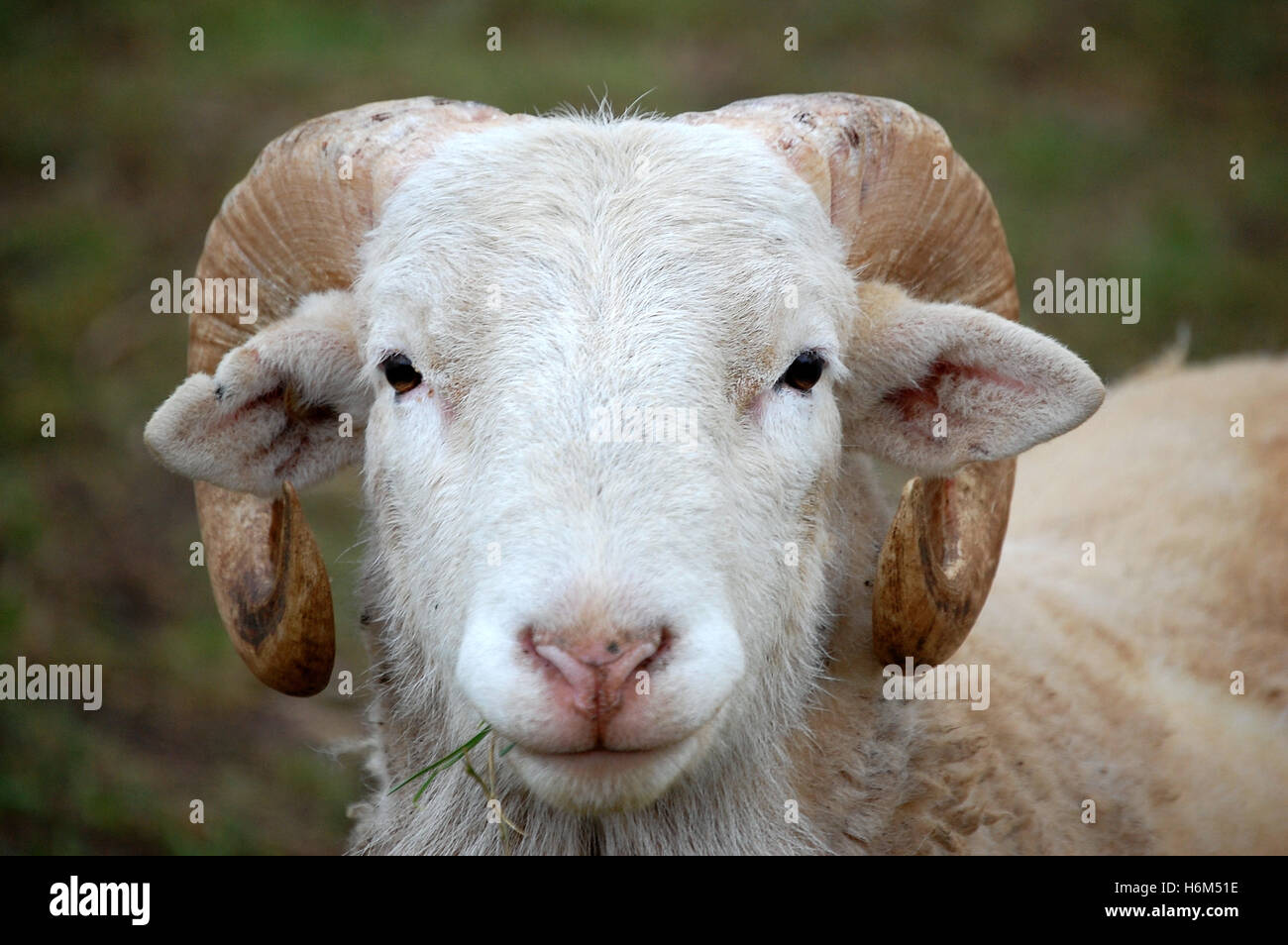 Animal buck horn mammals hi-res stock photography and images - Alamy