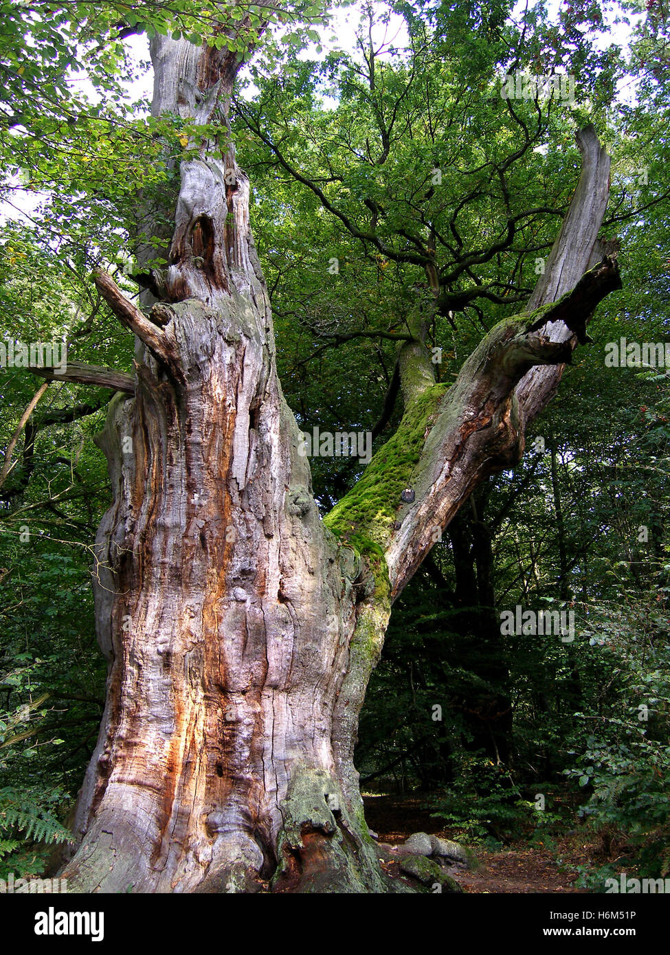 Morscher baum hi-res stock photography and images - Alamy