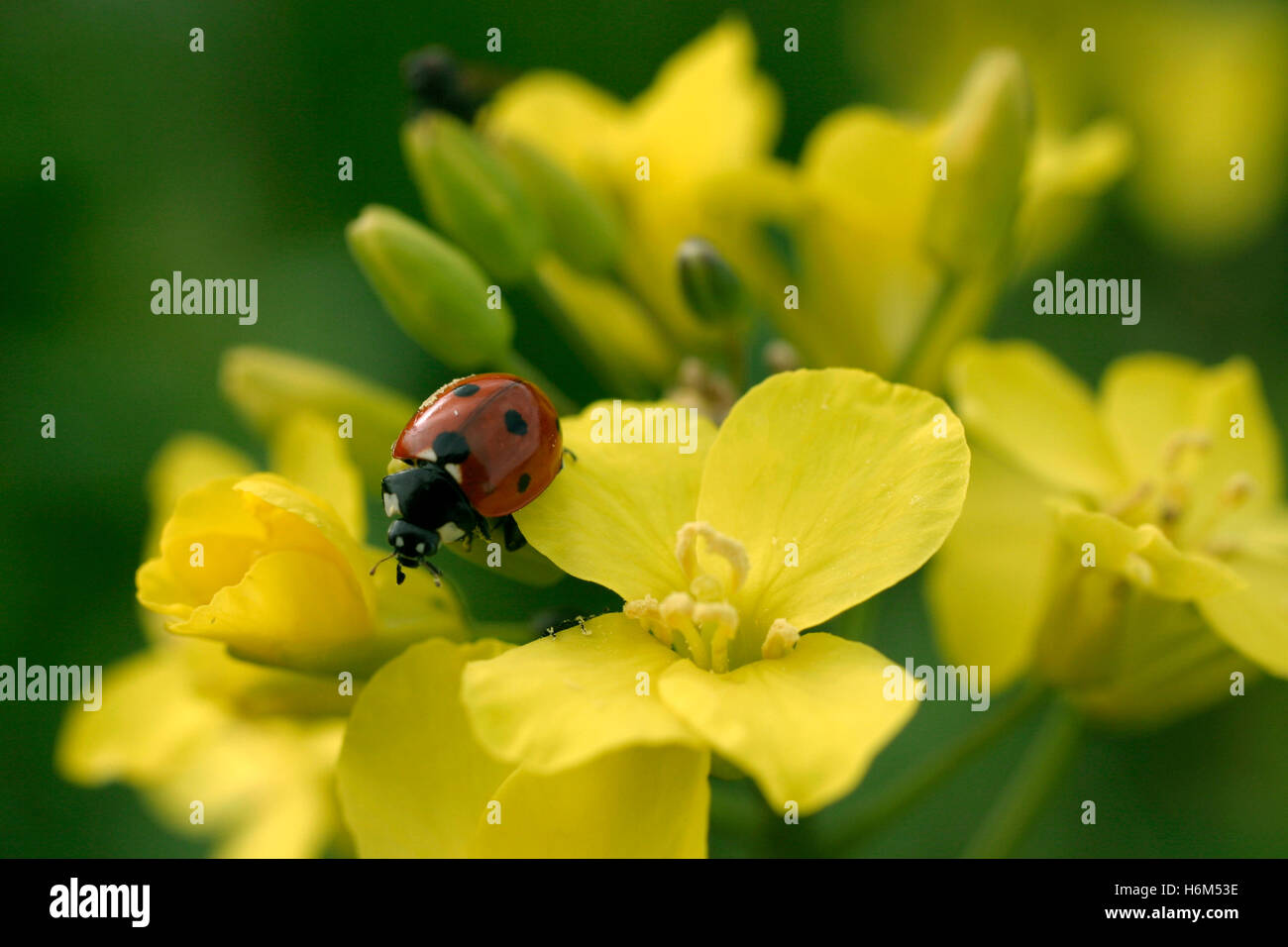 ladybug on flowers Stock Photo - Alamy