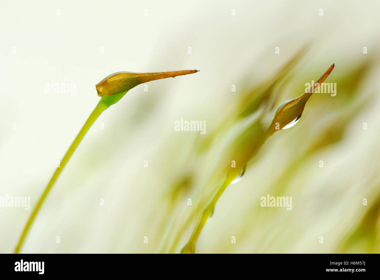 Nice with each other hi-res stock photography and images - Alamy