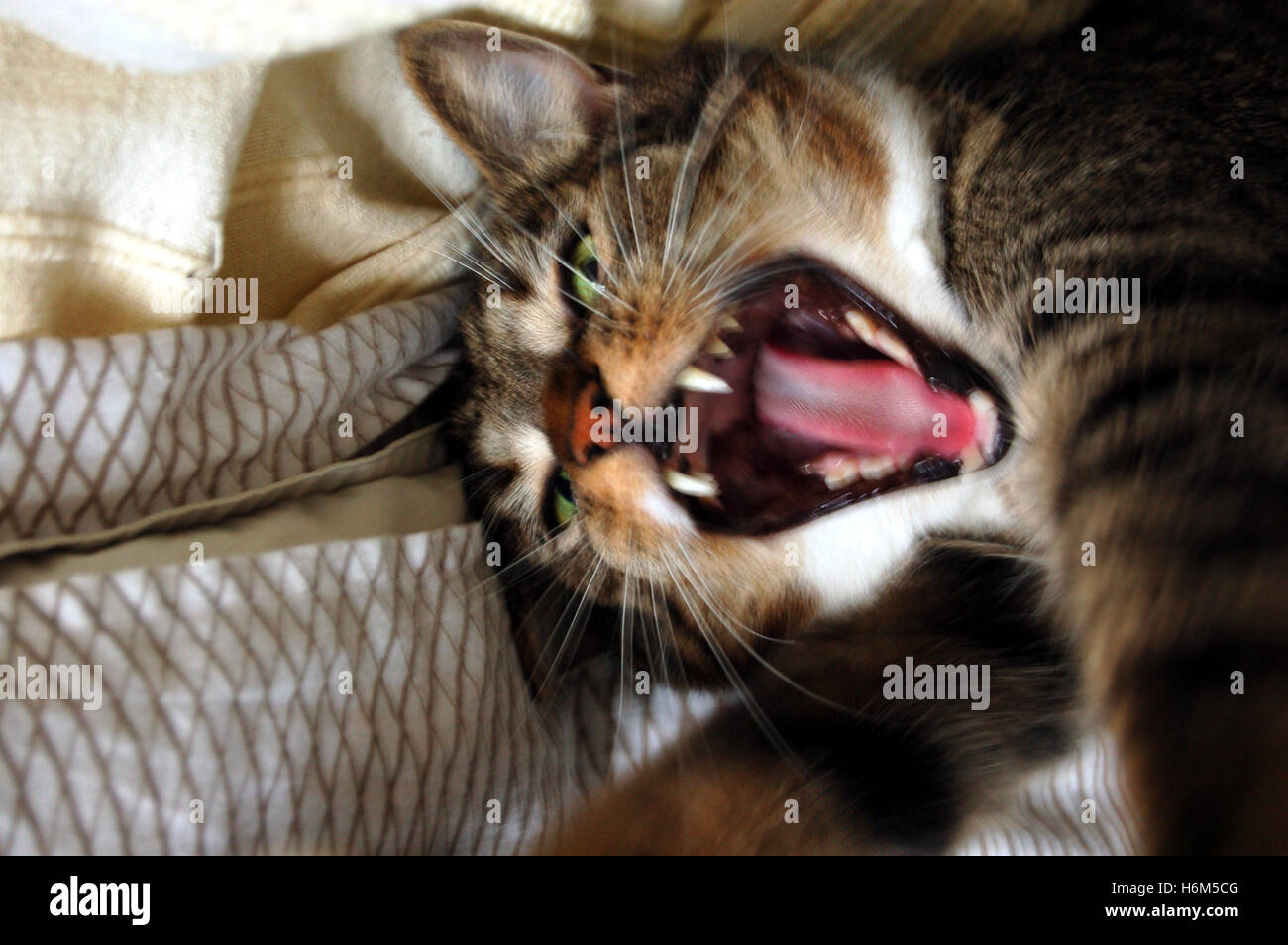 Animals teeth hi-res stock photography and images - Alamy