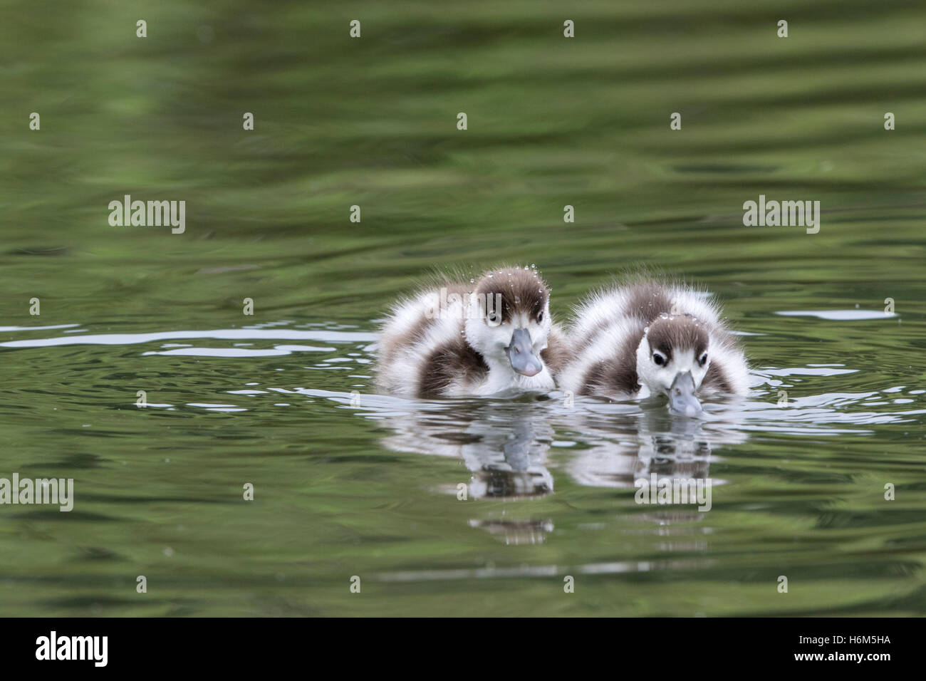 Shelduck Waterbird High Resolution Stock Photography and Images - Alamy