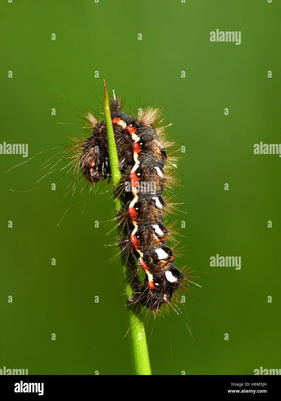 Slow spiders hi-res stock photography and images - Alamy