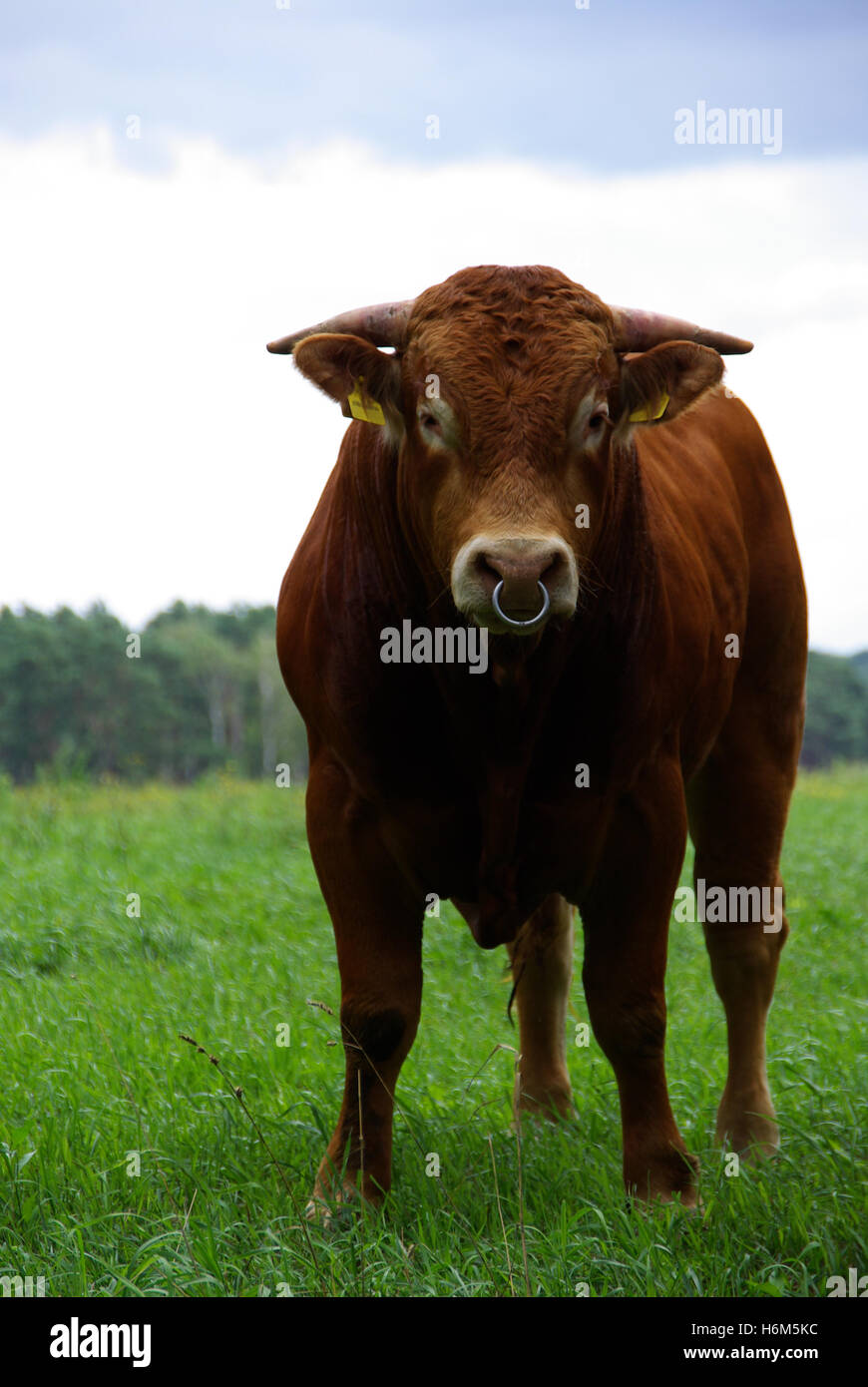 Useful animal husbandry hi-res stock photography and images - Alamy