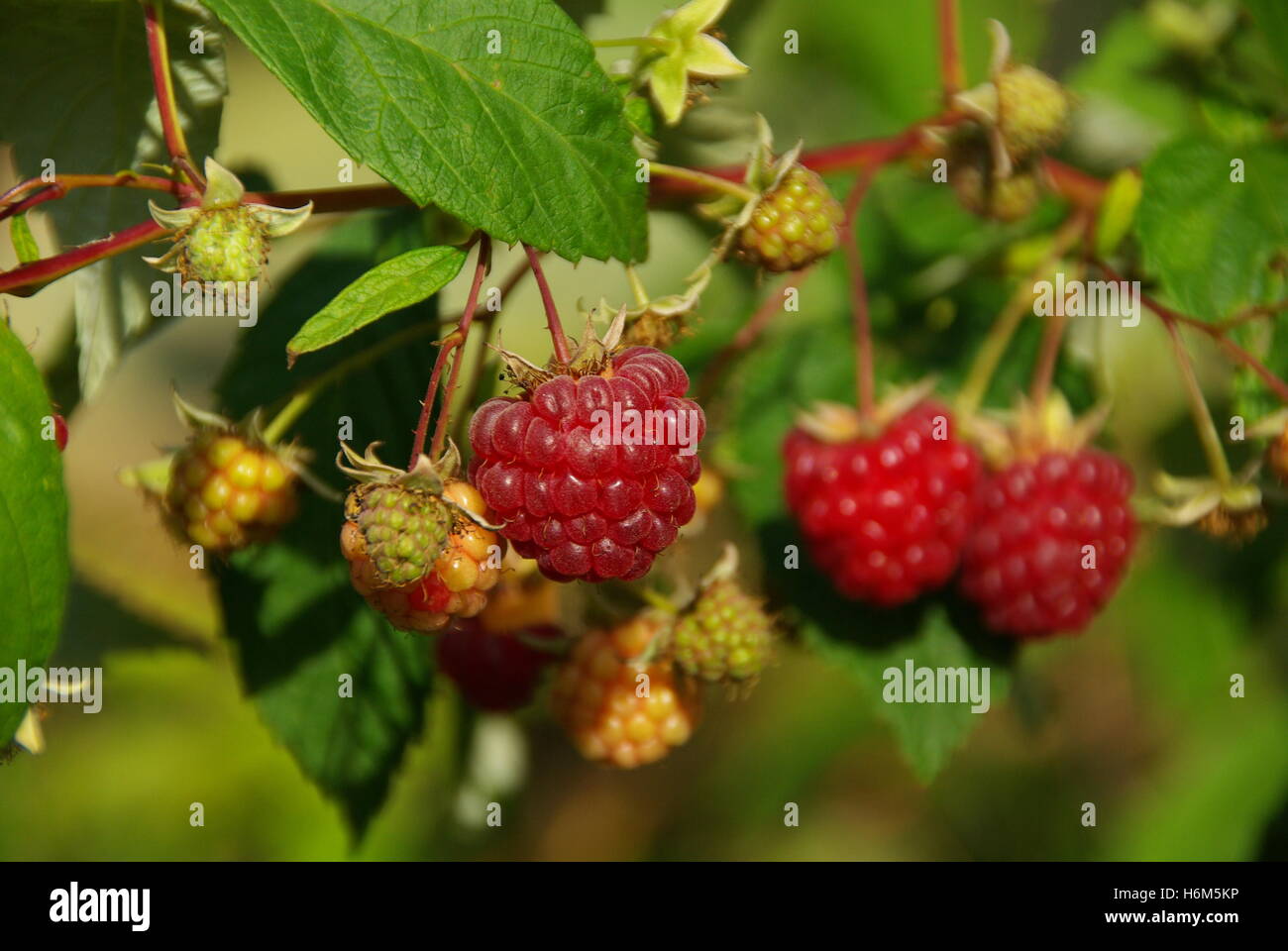 Raspberry gardens hi-res stock photography and images - Alamy