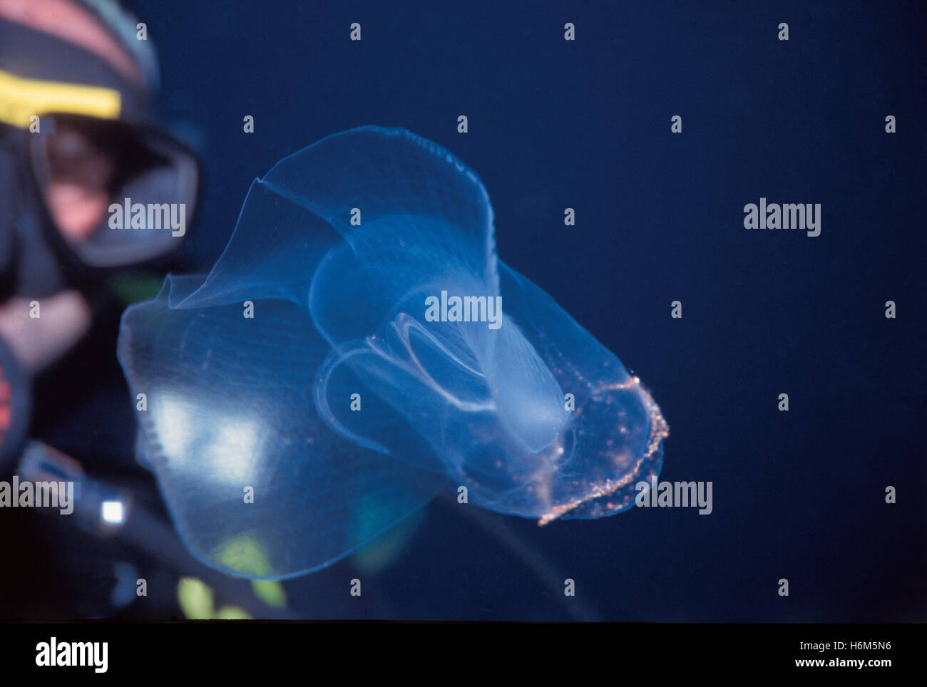 Crustaceans of the atlantic ocean hi-res stock photography and images ...