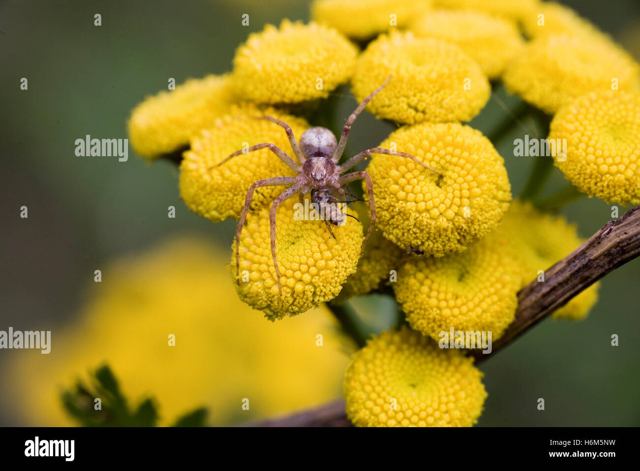 Strong insects hi-res stock photography and images - Alamy