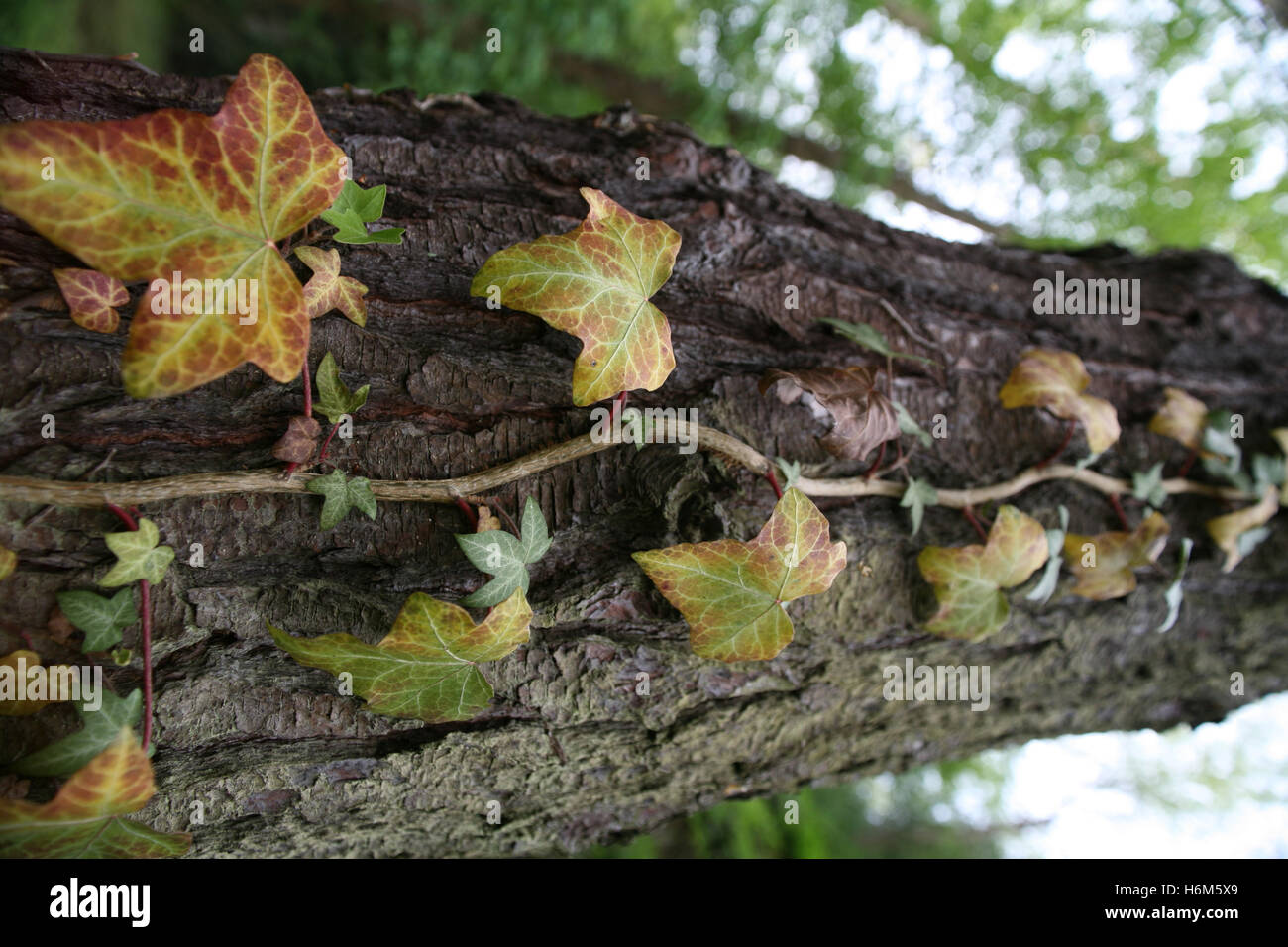 Efeuranken High Resolution Stock Photography and Images - Alamy