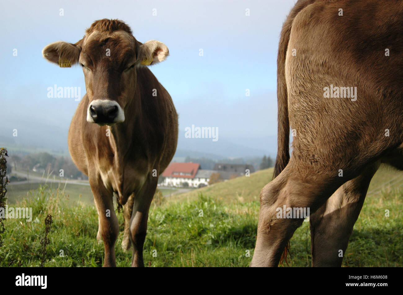 Useful heat hi-res stock photography and images - Alamy