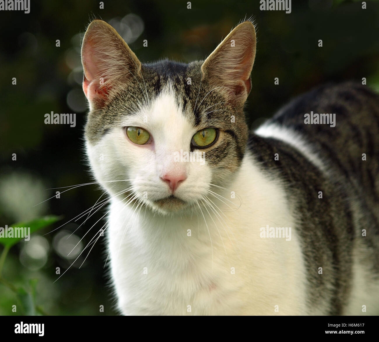 Animals and garden hi-res stock photography and images - Alamy