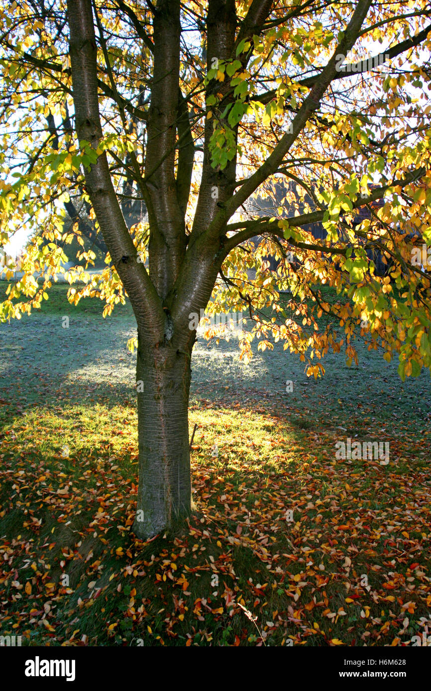 fruit tree in autumn Stock Photo - Alamy