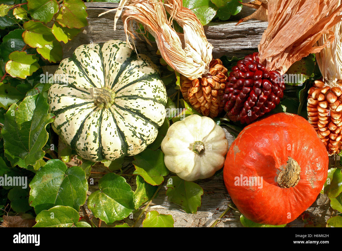 ornamental gourds and ornamental corn Stock Photo - Alamy
