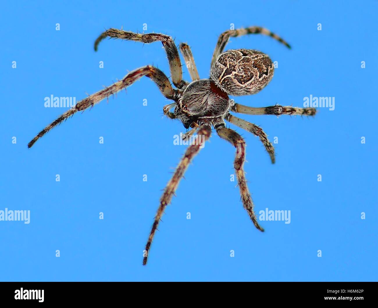 Patterned spider hi-res stock photography and images - Alamy