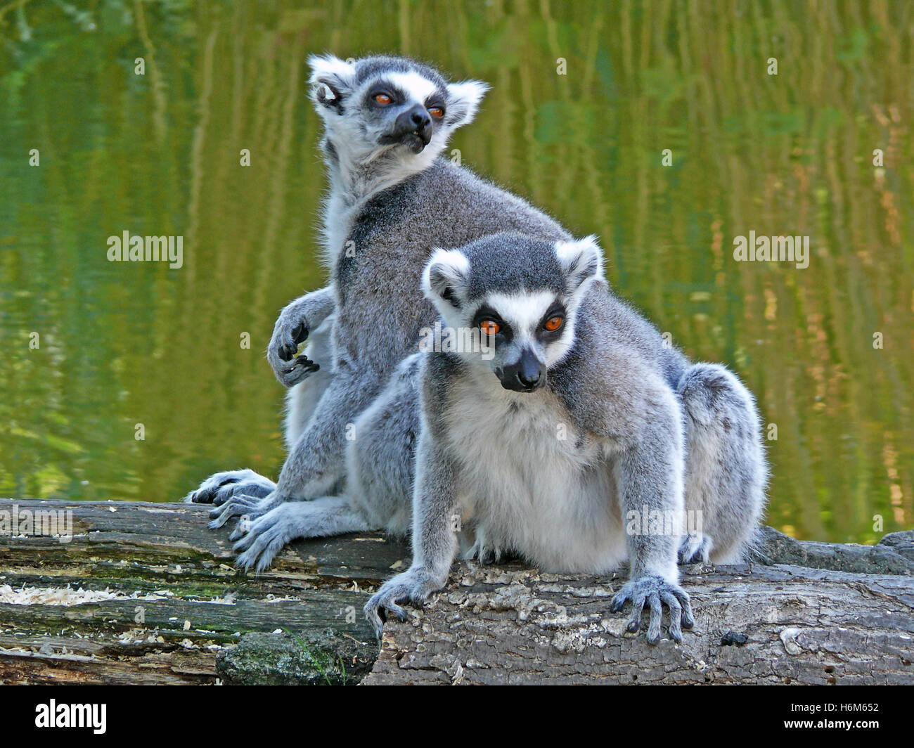 Primates finger hi-res stock photography and images - Alamy
