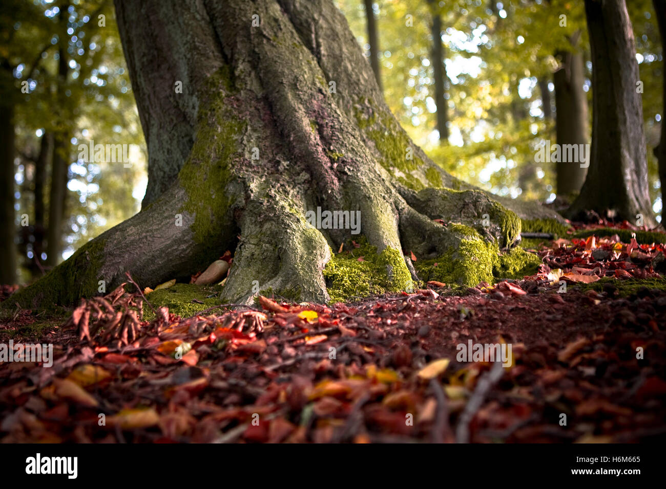 Coppice forests hi-res stock photography and images - Alamy