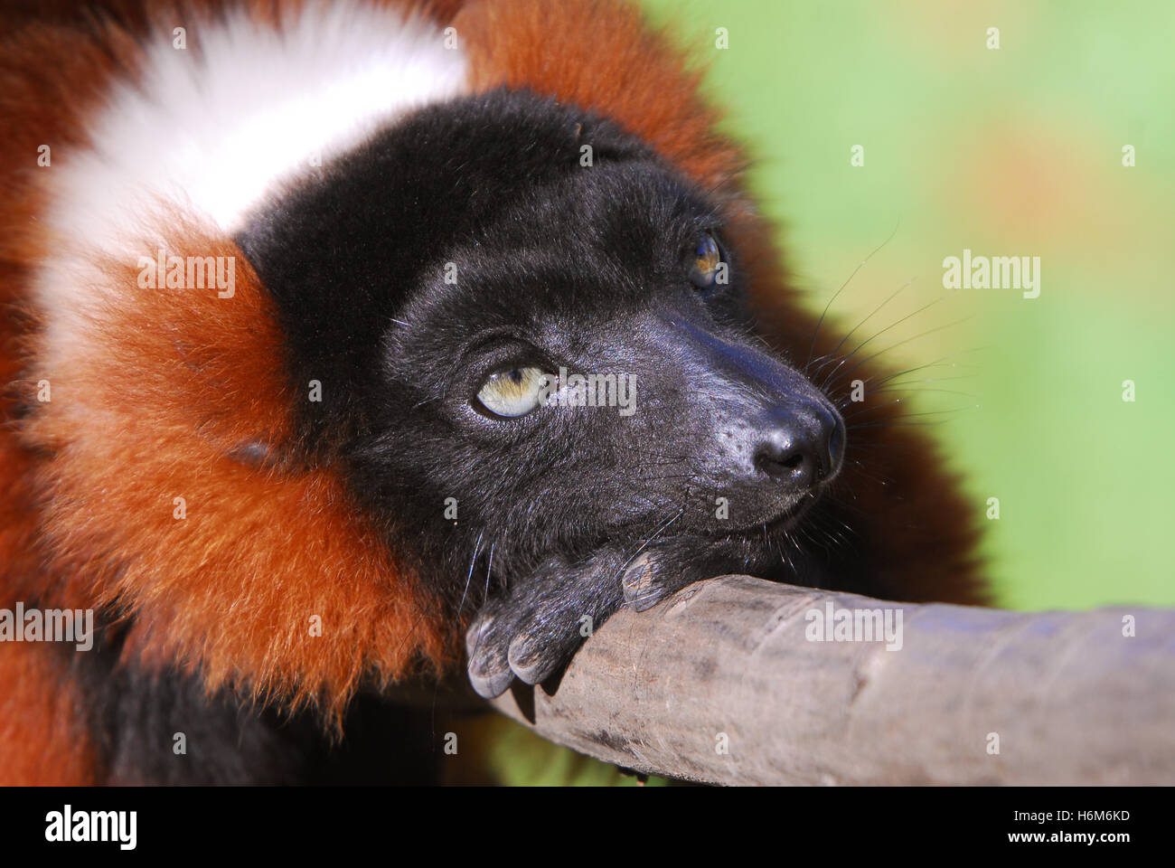 red ruffed lemur Stock Photo - Alamy