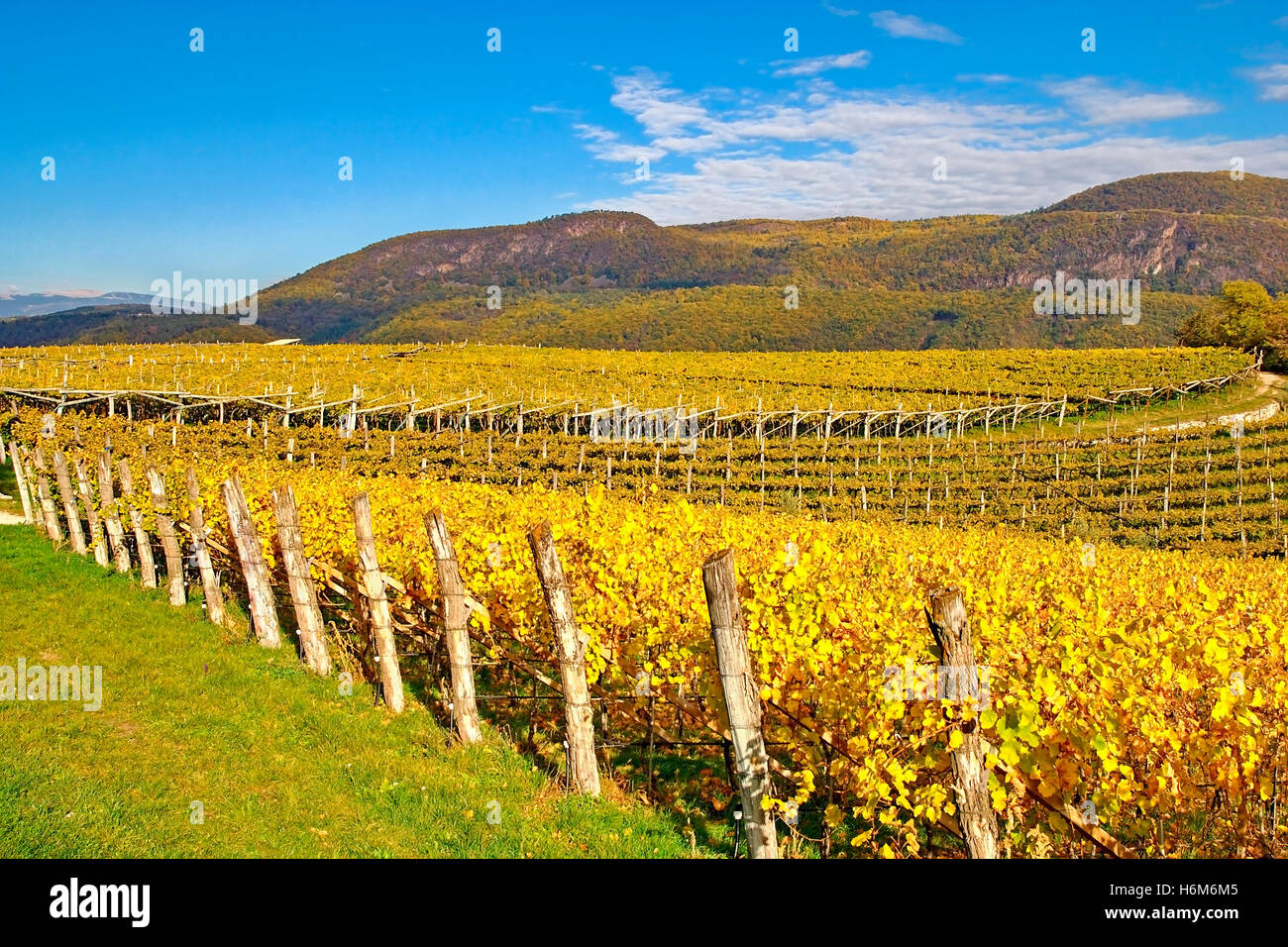 Guyot grape vine hi-res stock photography and images - Alamy