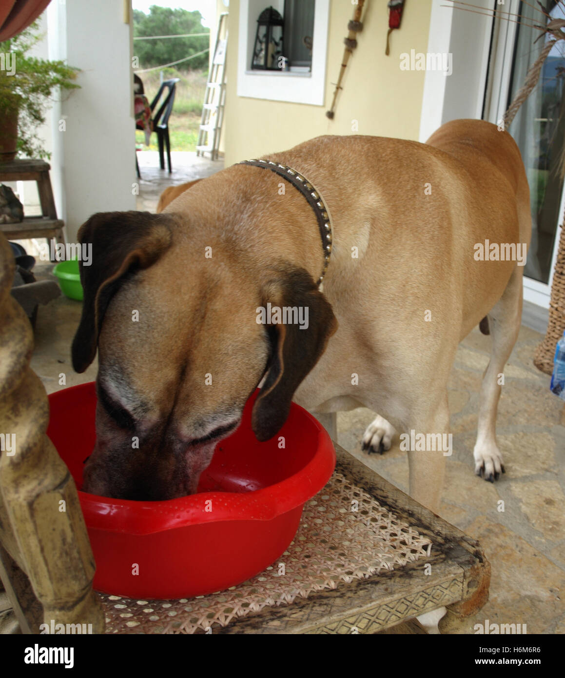 Tallest great dane hi-res stock photography and images - Alamy