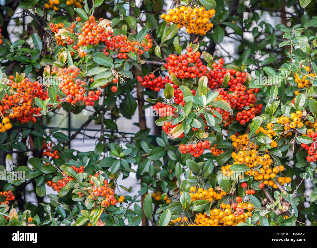 Yellow and red berries Stock Photo - Alamy