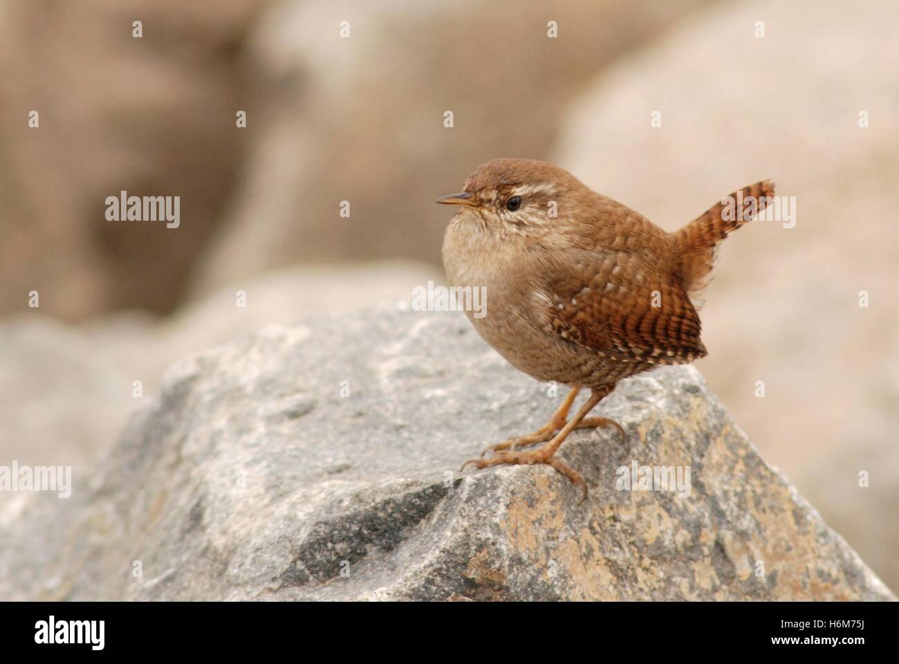 Wren birds hi-res stock photography and images - Alamy