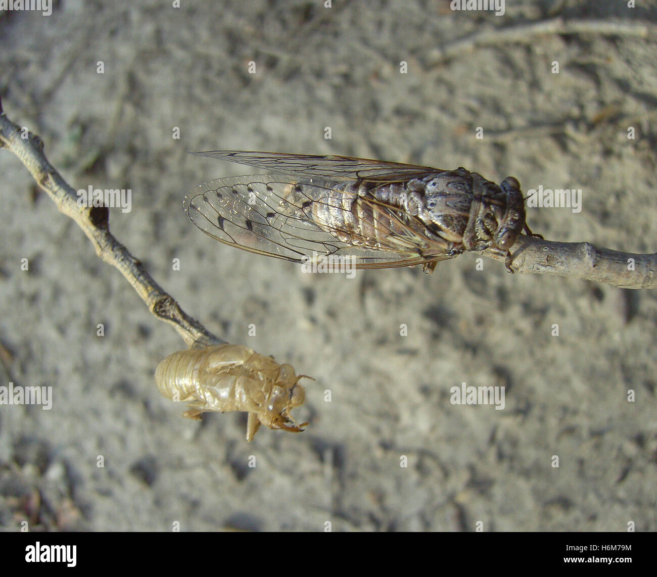 Cicada insects hi-res stock photography and images - Alamy
