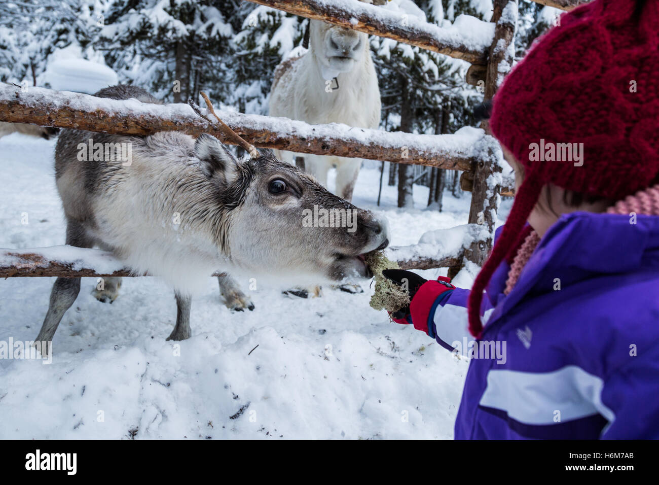 Child feeding reindeer hi-res stock photography and images - Alamy