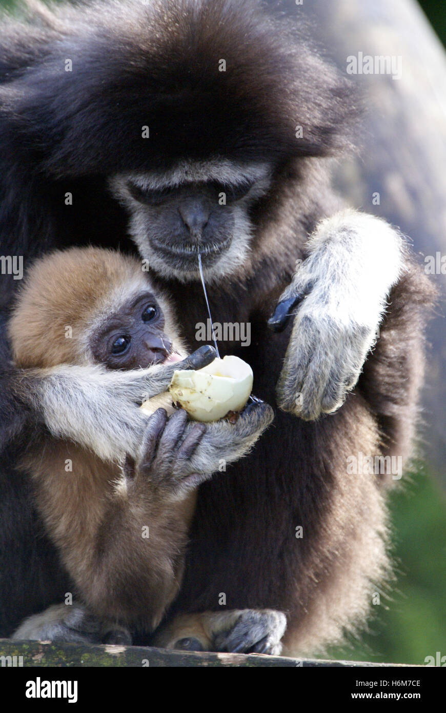 Monkey big eyes hi-res stock photography and images - Alamy