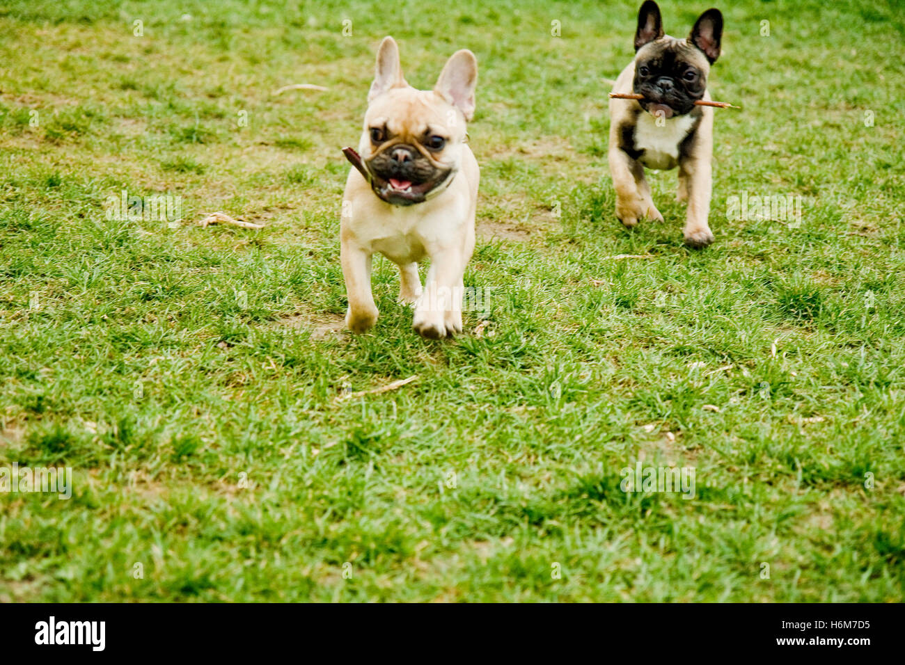 dogs at play Stock Photo - Alamy