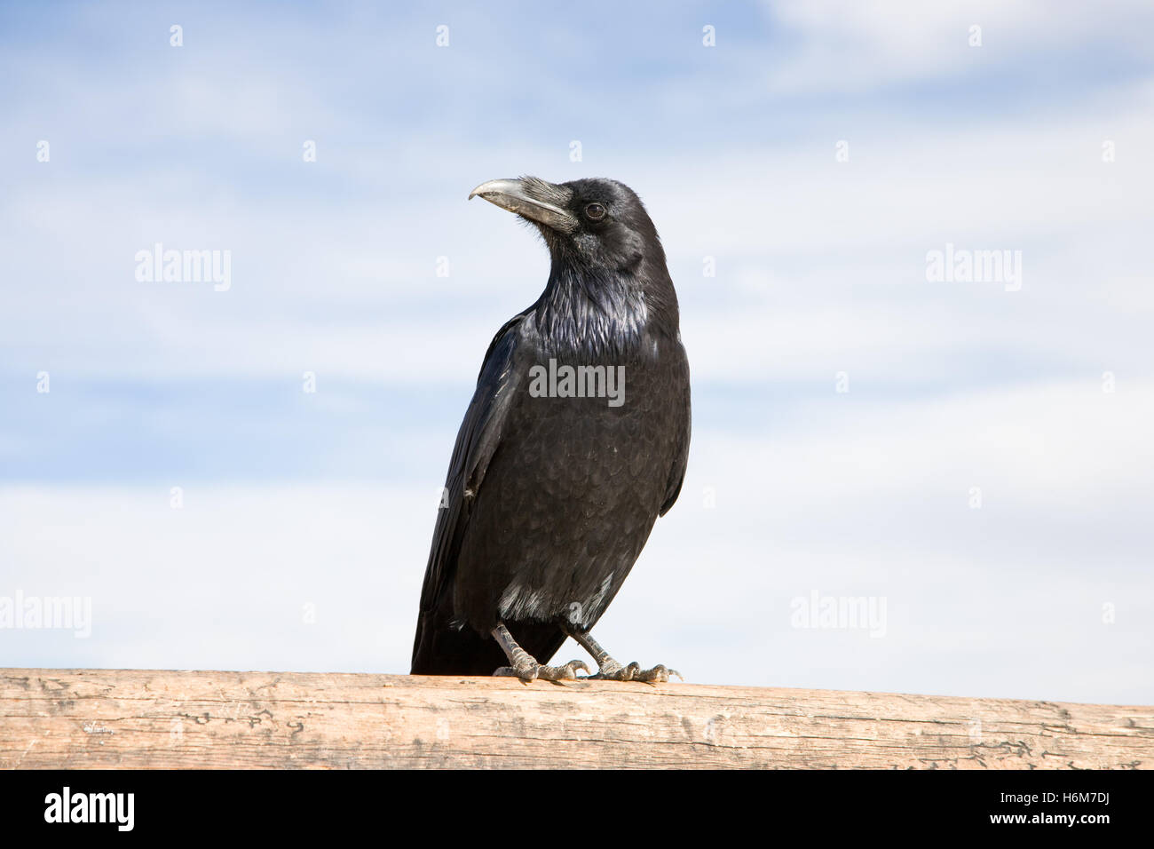 Black feathered birds hi-res stock photography and images - Alamy