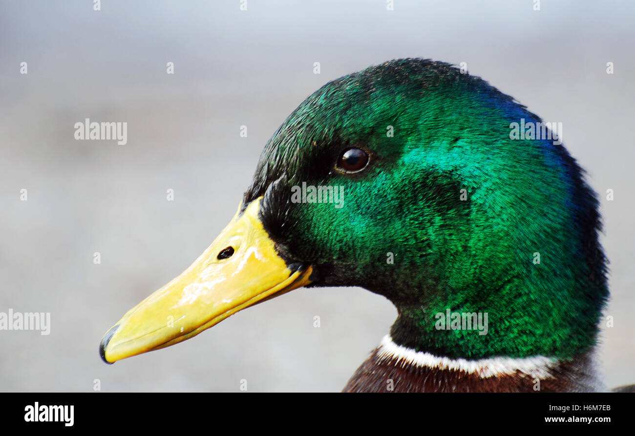 Birds green hi-res stock photography and images - Alamy