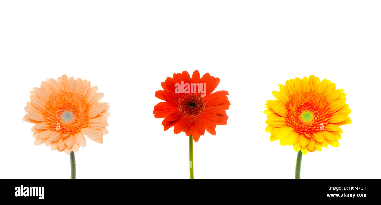 Three gerbera flowers hi-res stock photography and images - Alamy
