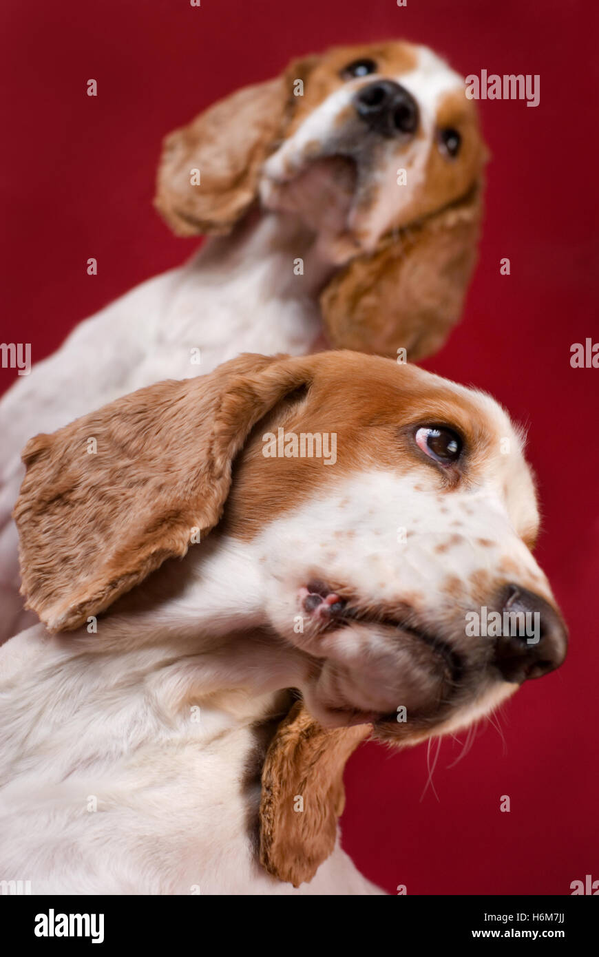 Miserable animals hi-res stock photography and images - Alamy