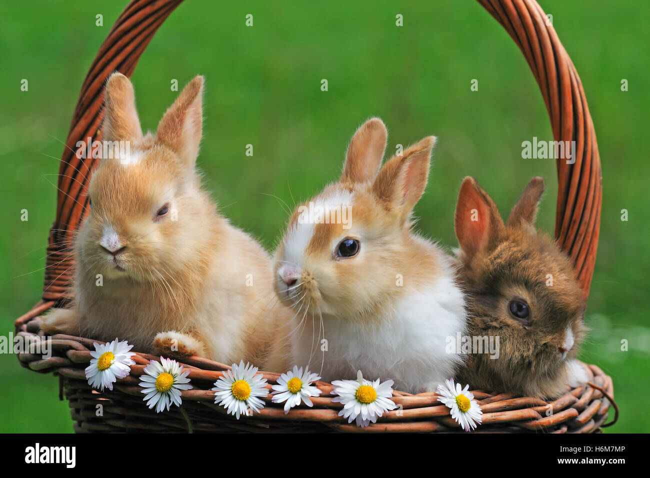 3 good friends Stock Photo - Alamy