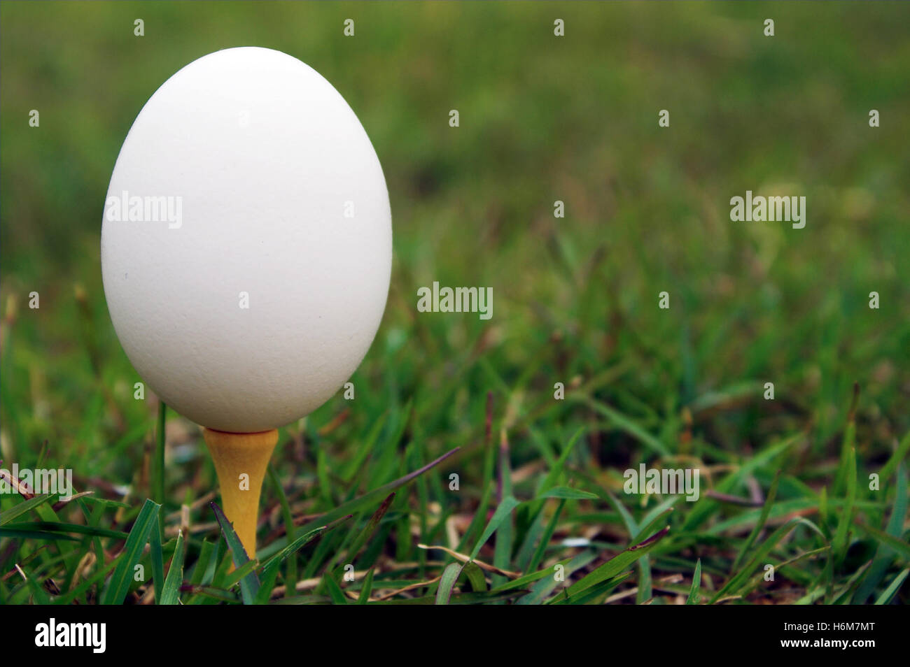 Egg on a golf tee hi-res stock photography and images - Alamy