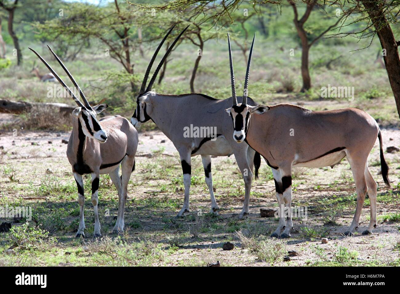 Mammals africa hi-res stock photography and images - Alamy