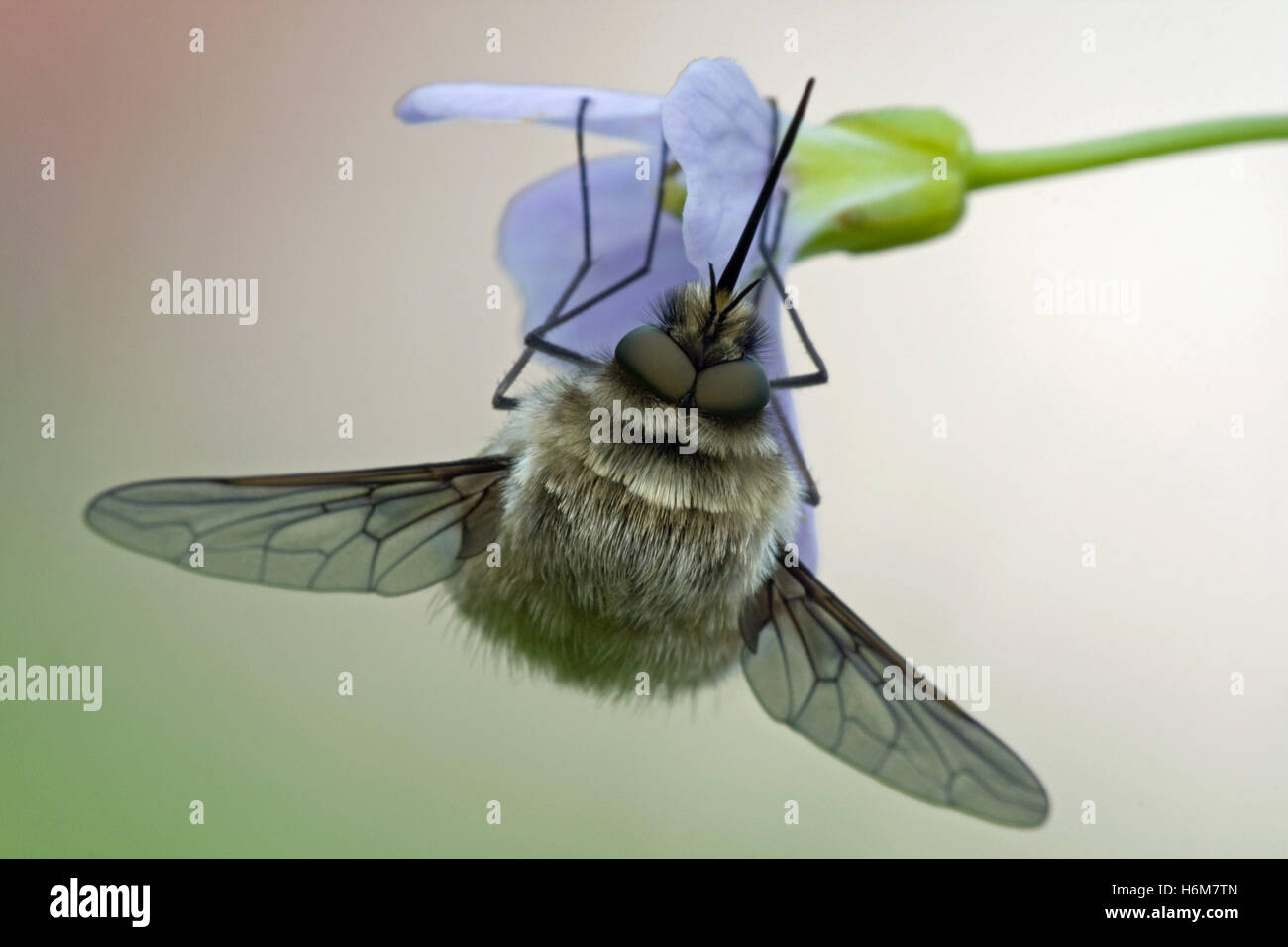 Hairy insects hi-res stock photography and images - Alamy