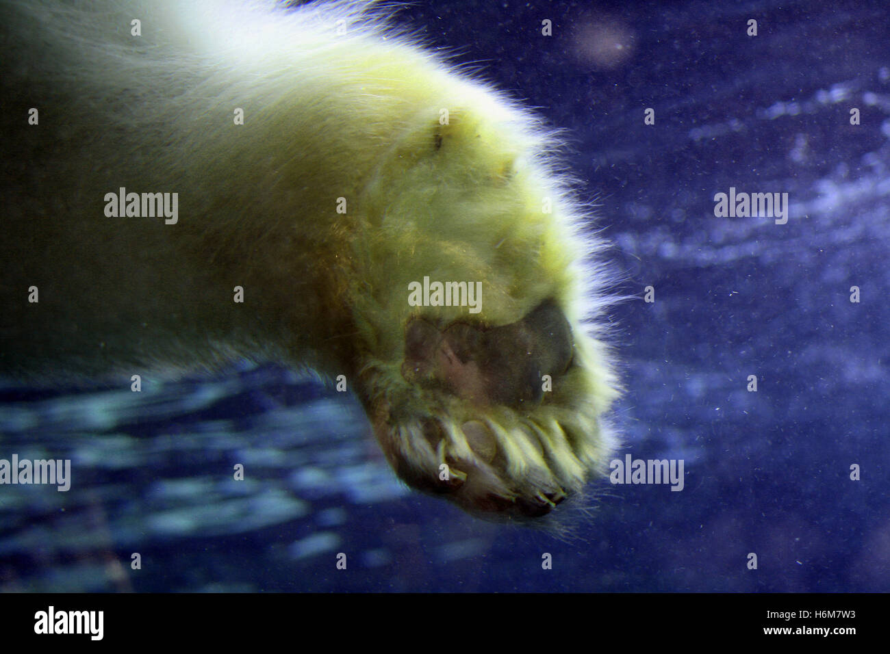 Bear foot hi-res stock photography and images - Alamy