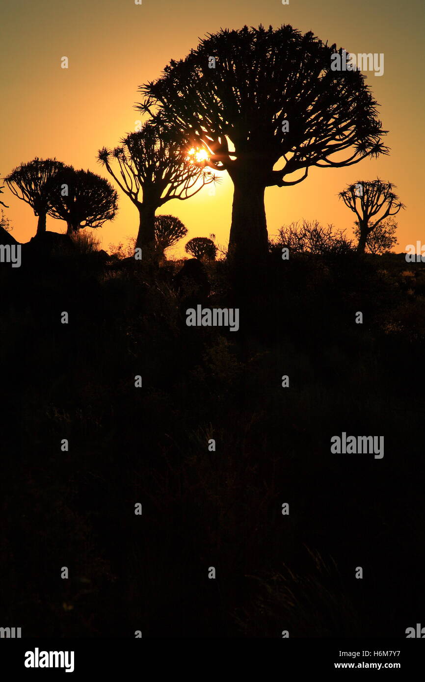 Karge vegetation hi-res stock photography and images - Alamy