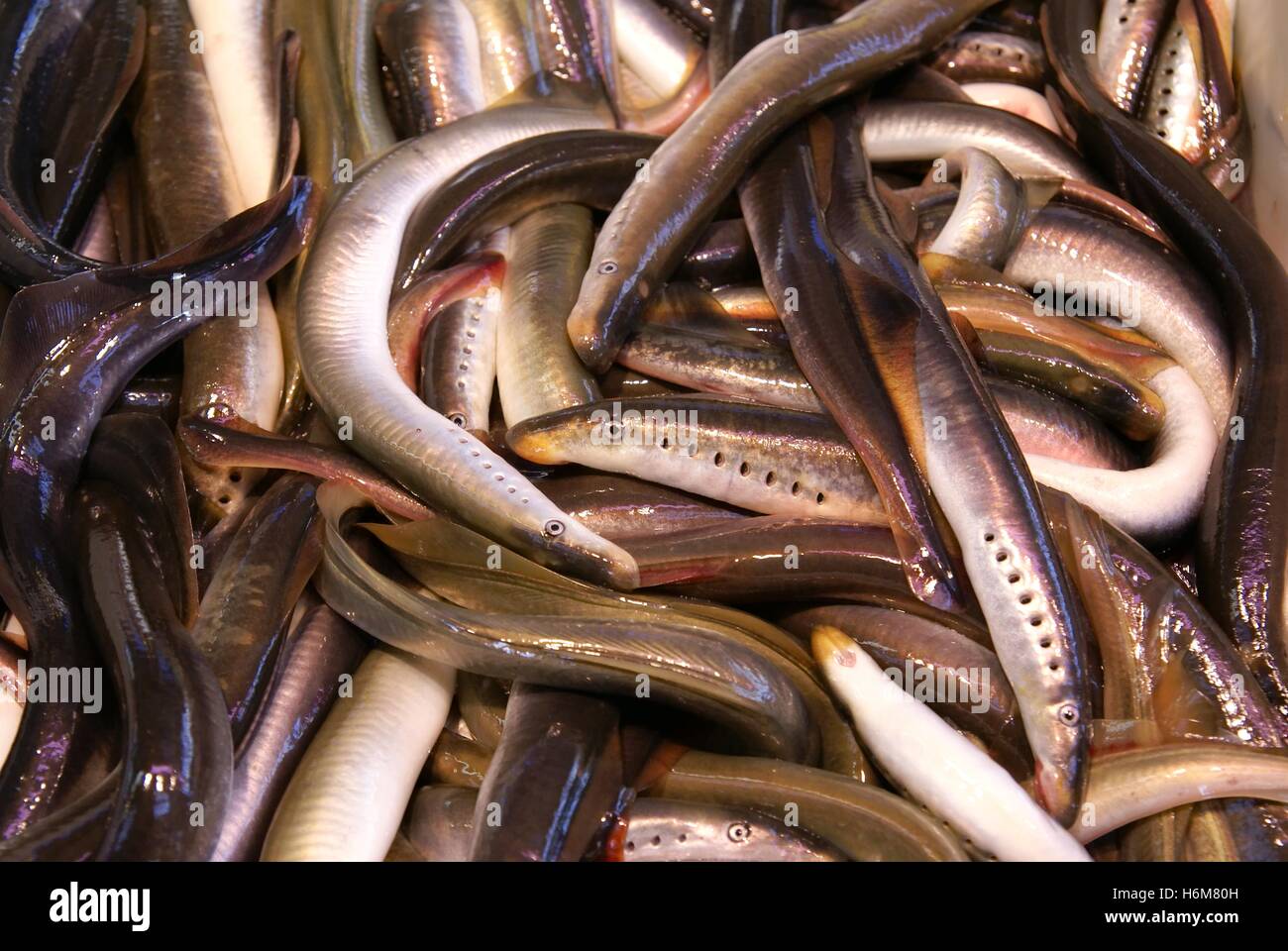 Lampreys hi-res stock photography and images - Alamy