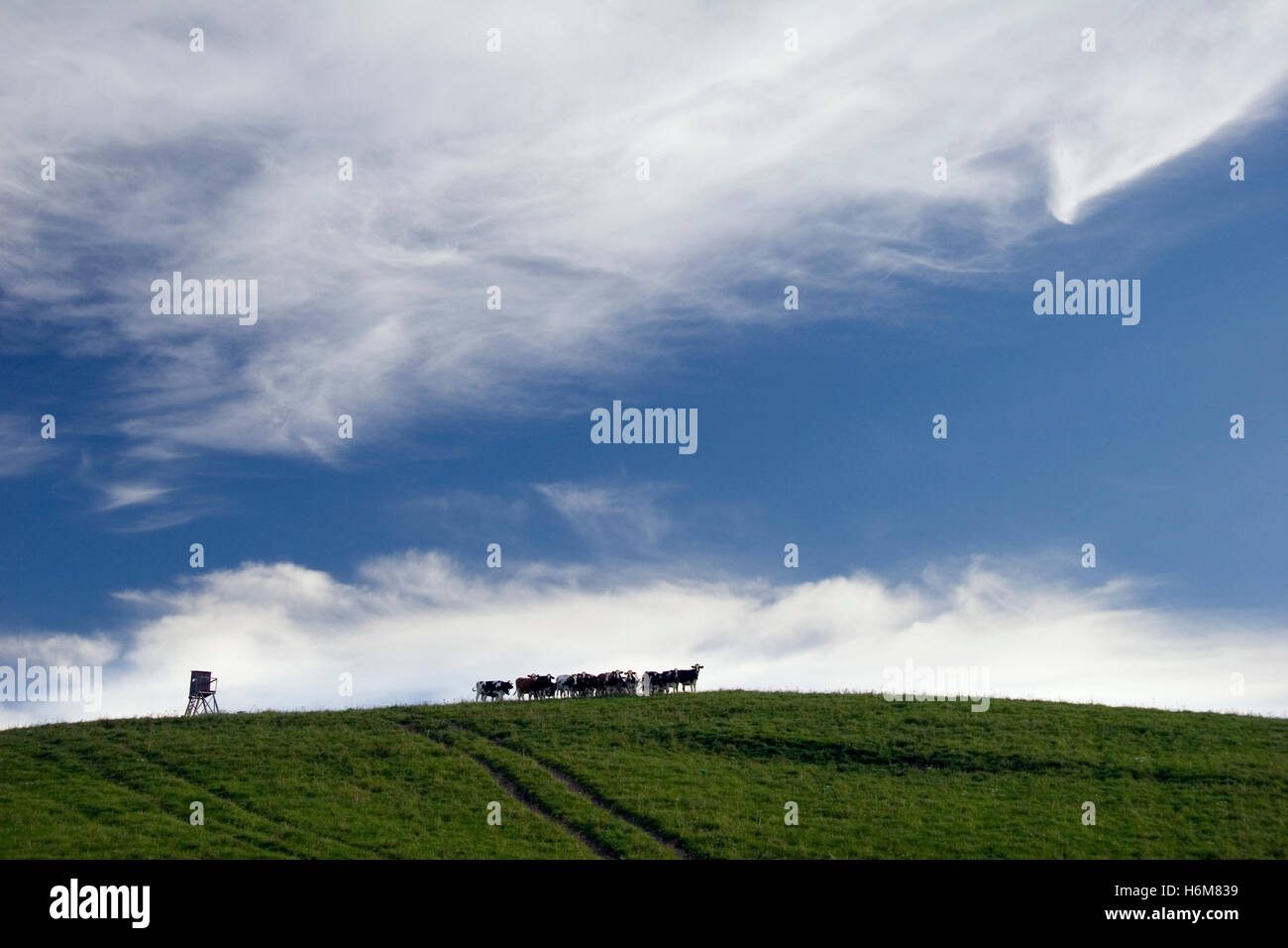 cows on the horizon Stock Photo - Alamy