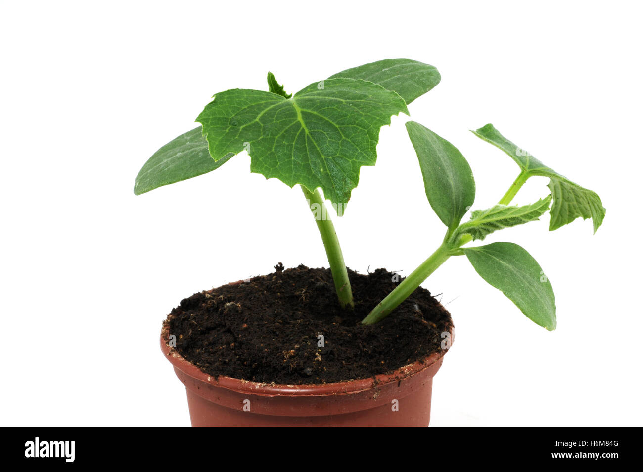 Potted plants and flowers manure hi-res stock photography and images ...