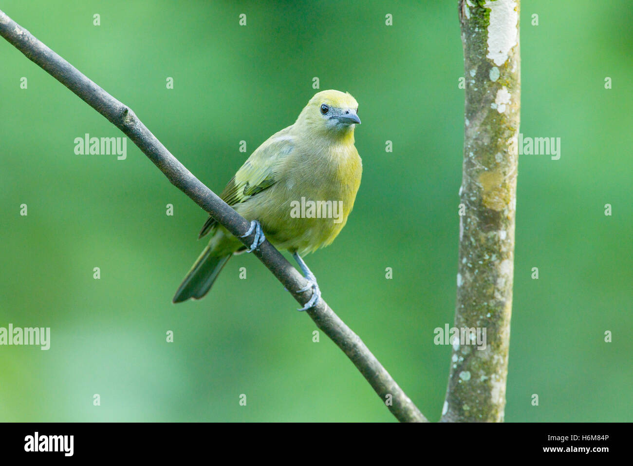 palm tanager (Thraupis palmarum) adult perched on branch of tree in ...