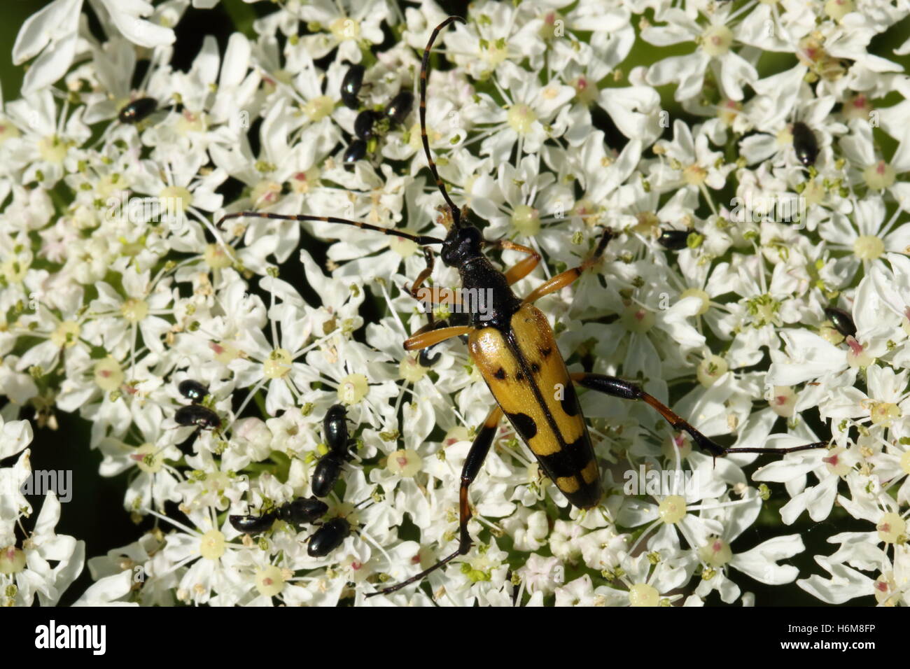 Longhorn Beetle (Rutpela maculata Stock Photo - Alamy