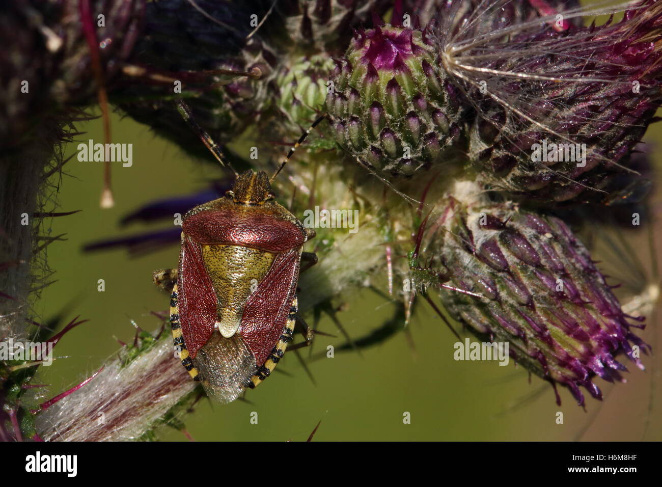 Sloe shield bug hi-res stock photography and images - Alamy